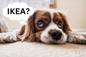 Durfen Hunde Zu Ikea