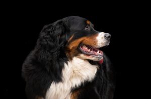 Berner Sennenhund: Nachteile und typische Rasse-Probleme - Hunde-Wissen.de
